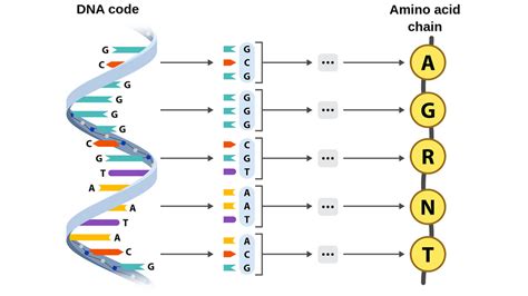 Amino Acid Sequence Dna Strand At Archie Cowley Blog
