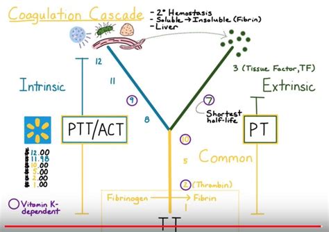Coagulation Cascade