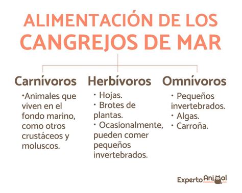 Qué COMEN los CANGREJOS Guía Completa de Alimentación