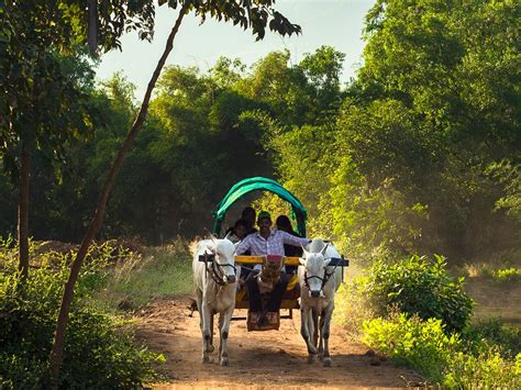 Bullock Cart Ride Saguna Baug