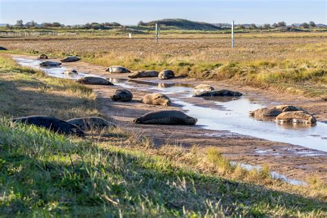 Donna Nook Nature Reserve Donna Nook Walk Lincolnshire Walks