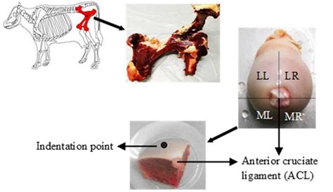Bovine Hip Joint Specimen Download Scientific Diagram