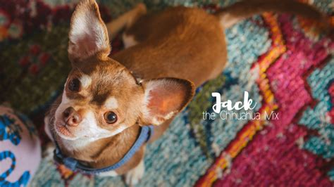 Ruffined Spotlight Jack The Chihuahua Mix Seattle Refined