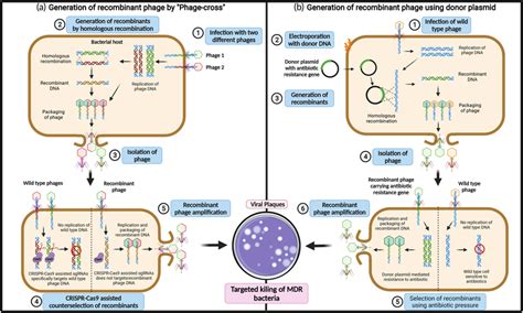 Overview Of Phage Genome Engineering And Assembly By Homologous