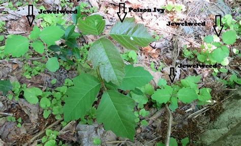 Jewelweed Is A Great Remedy For Poison Ivy I Just Gotta Share