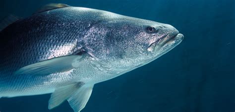 Will Exporting Farmed Totoaba Fix The Big Mess Pushing The Worlds Most