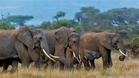 Python 的 Keyword Only Arguments 理解 晚花行乐