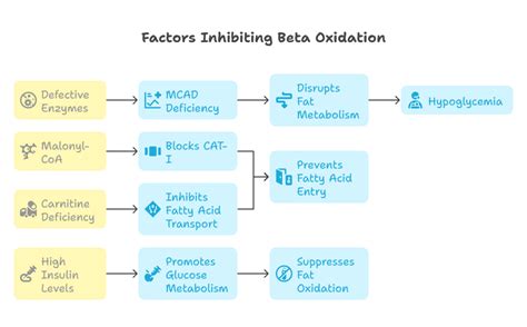 Understanding Beta Oxidation Energy Yield Explained Bio Chemhub