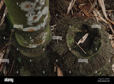 Bamboo Roots Many Small And Large Roots The Base Of A Bamboo Tree