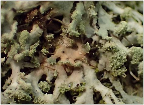 Irish Lichens Laetisaria Lichenicola