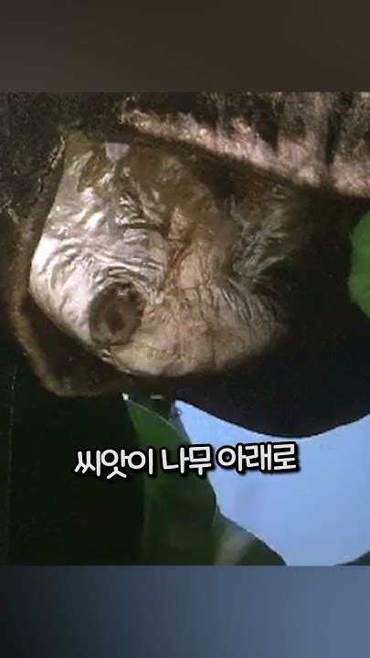 날개로 하늘을 날아다니는 씨앗 Youtube