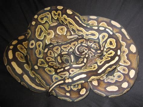 2011 Ball Python Calander 2011 Ball Python Calander