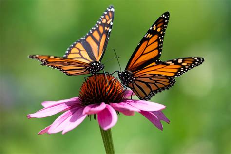Colorful Butterfly Species