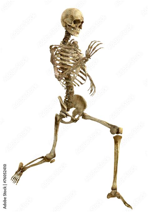 Skeleton Running Stock Illustration Adobe Stock
