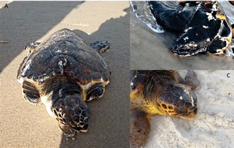 Peanut The Story Behind A Poor Turtle Deformed By A 49 Off