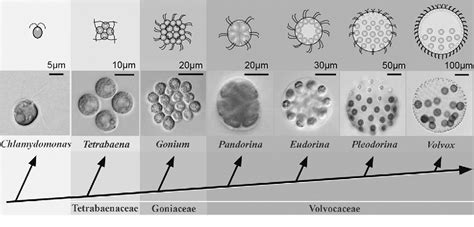 figure 1 from sexual reproduction in unicellular green alga