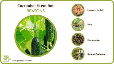 Cucumber Stem Rot Why Is This Happening And How To Treat Evergreen Seeds