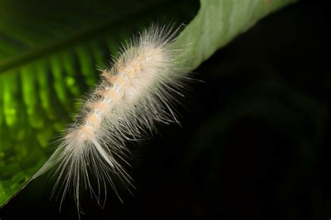 근접 촬영 화이트 퍼지 애벌레 바나나 잎 세부 텍스처 배경 0명에 대한 스톡 사진 및 기타 이미지 0명 곤충 기어가기
