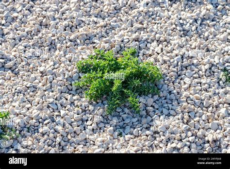 A Plant That Grows In Gravel Stock Photo Alamy