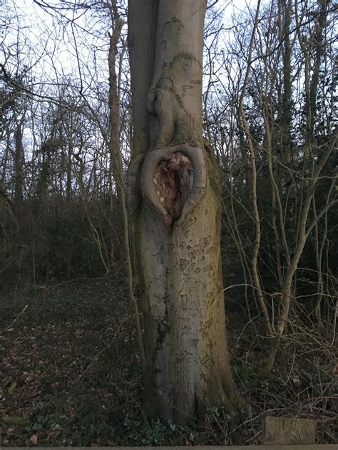 This Tree R Mildlyvagina