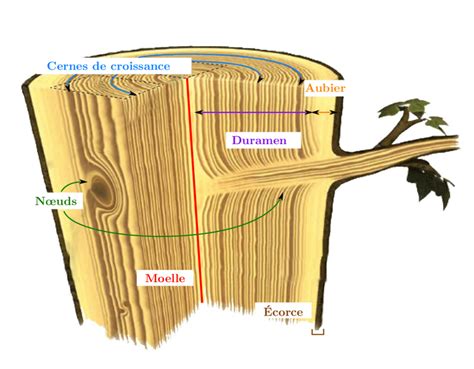 7 Structure Interne Dun Tronc Darbre Elle Sorganise Entièrement