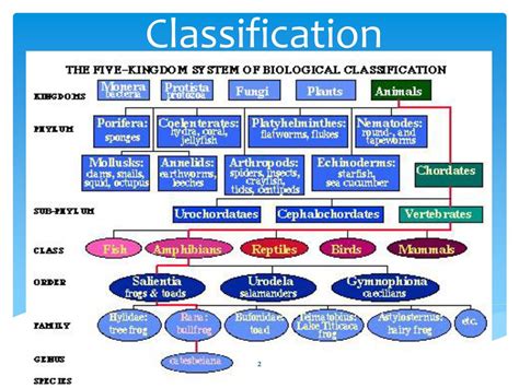 Multi Classification