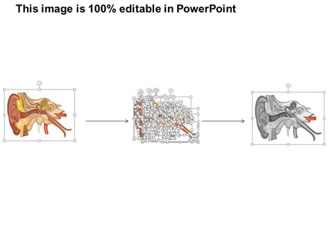 Top 10 Human Ear Powerpoint Presentation Templates In 2025
