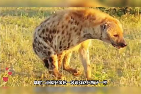 狮子被鬣狗调戏后，鬣狗差点玩火自焚，太尴尬了吧鬣狗狮子