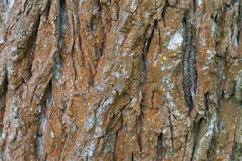 Reddish Brown Texture Of Tree Bark Close Up Stock Image Image Of