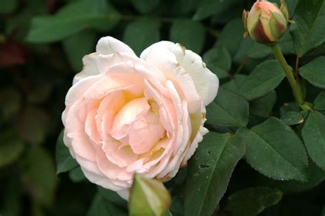 20111009 Rg08 Kaoruno 