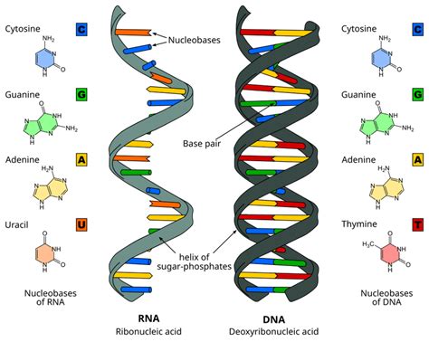 Fact Check Is Rna Double Or Single Stranded Truthorfake Blog
