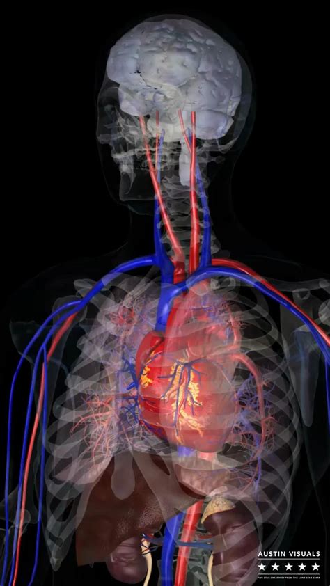 D Medical Animation Videos Artofit
