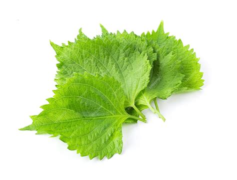 Premium Photo Shiso Leaf On White Background Full Depth Of Field