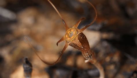 New Species Of Fairy Lantern Plant Discovered In Malaysia Is Already