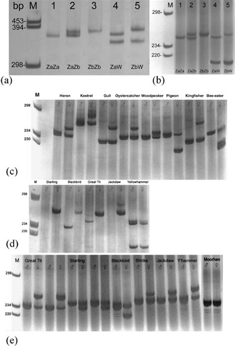 Gel Results Of Molecular Sexing In Birds M Is A Molecular Marker