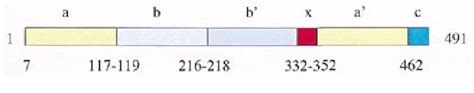 Domain Structure Of Pdi The Structure And Boundaries Presented Are