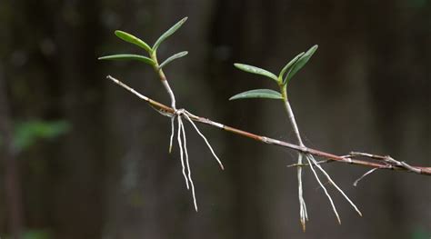 3 Simple Methods For Easily Propagating Orchids