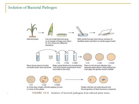 Chapter 3 Plant Pathogenic Bacteria Identification And Classificationppt