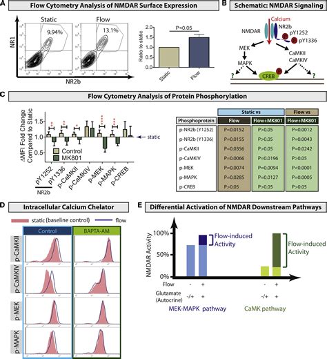 Hijacking The Neuronal Nmdar Signaling Circuit To Promote Tumor Growth