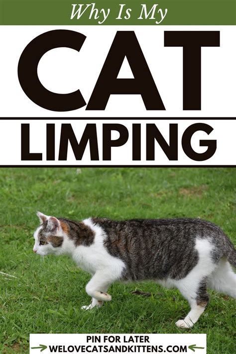 Cat Limping After Fight Ashtyn Has Hamilton