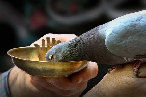 فرارو تصاویر آنتوان سوروگین نخستین عکاس عاشورایی؛ آثاری بدیع از