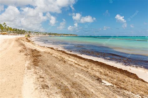 Premium Photo Beach Full Of Sargassum Algae Sargassum Seaweeds