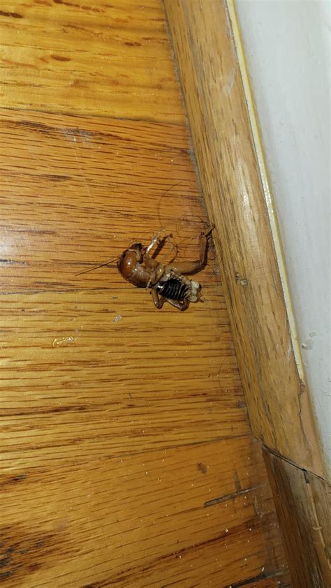 Found Running In The House Rbugidentification