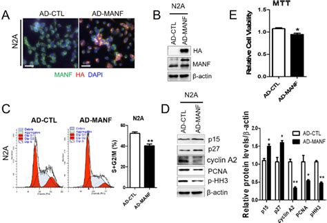 Over Expression Of Manf Inhibits Cell Cycle Progression In Cultured
