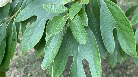 Native Plant The Many Benefits Of Sassafras Allsides