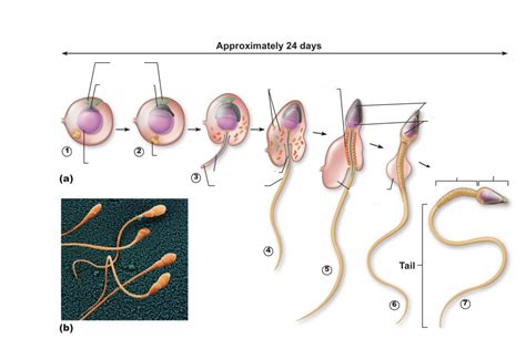 Spermatogenesis Diagram Quizlet