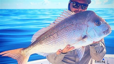 Snapper Species Guide Where To Find Snapper And The Gear Youll Need