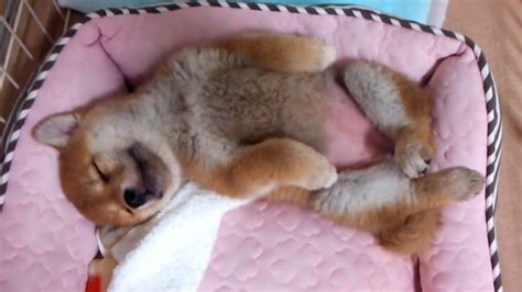 【へそ天でぐっすり♡】あどけない寝姿がかわいらしい柴犬の子イヌちゃん｜みんなのペットライフ