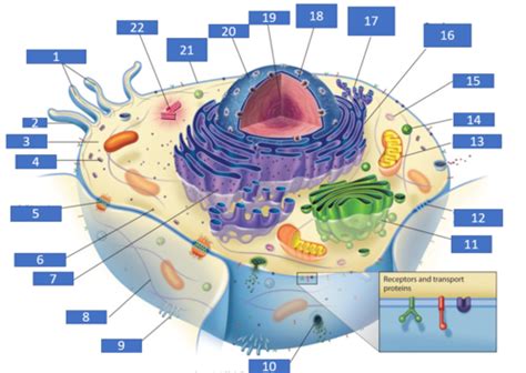 Embryology Histology Midterm Diagrams Flashcards Quizlet