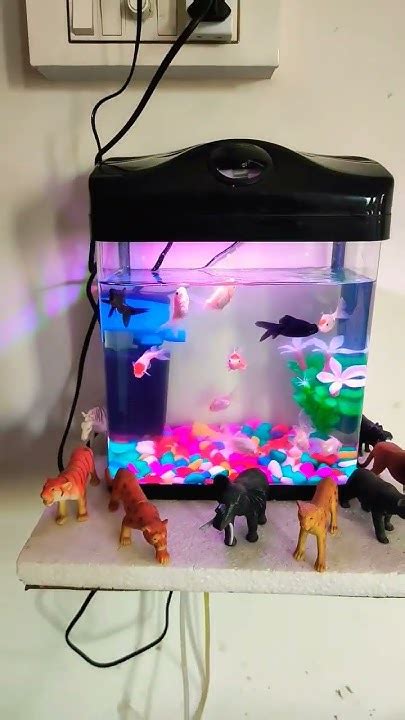 New Aquarium🐟🐠🐟 Fish Fishaquarium Aquariamfish Fishtank